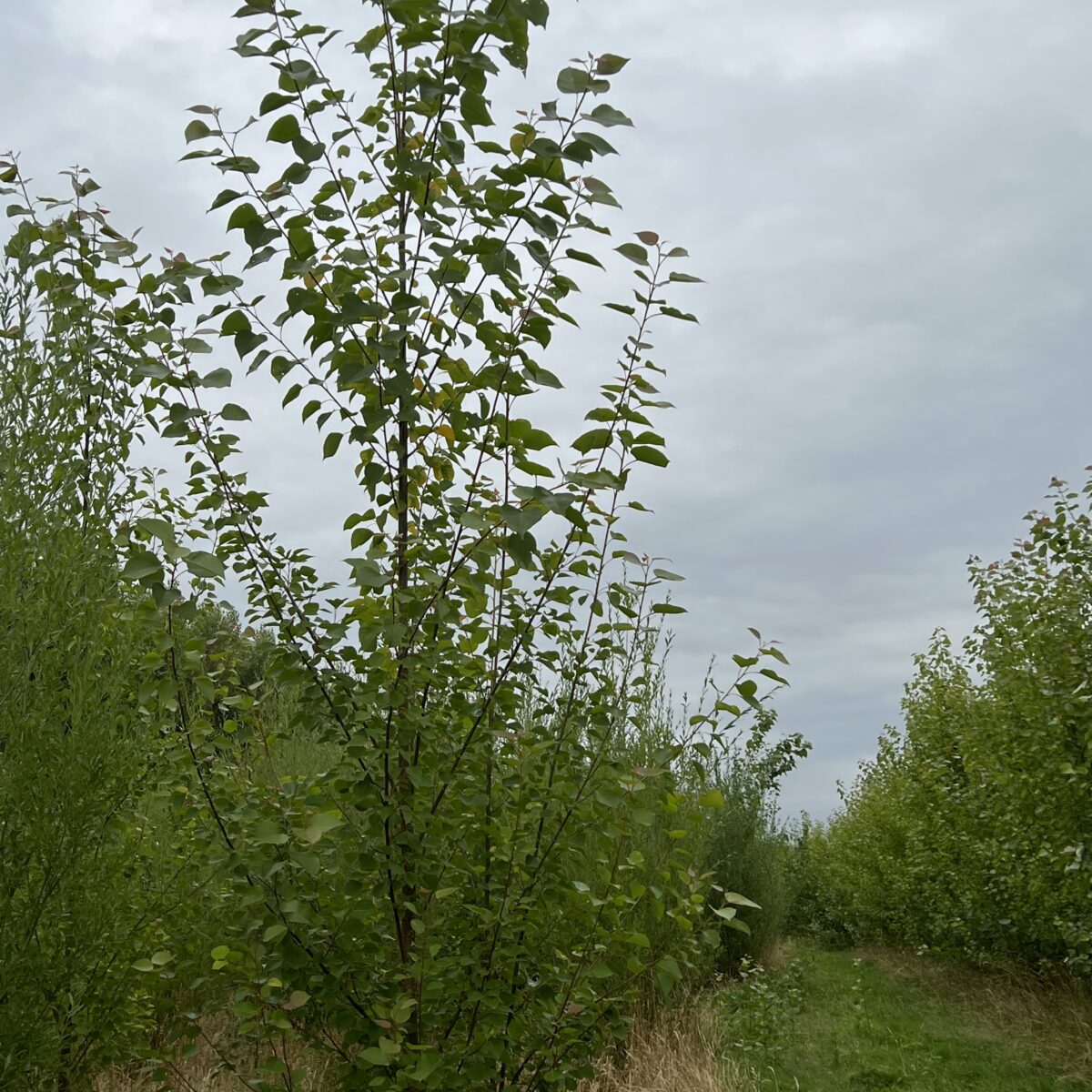 Tangoio | Lavello Estate