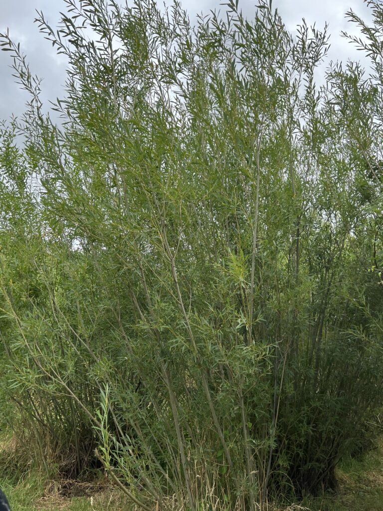 Shrub Willow Mix | Lavello Estate