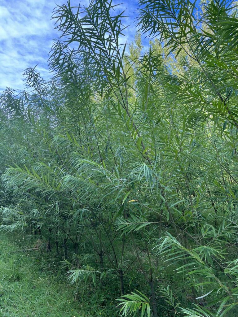 Kinuyanagi | Lavello Estate