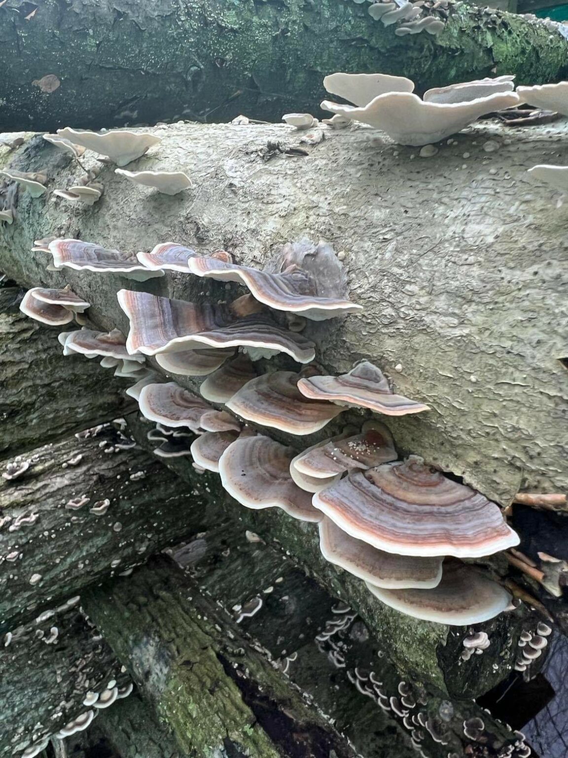 Dried Turkey Tail Mushrooms | Lavello Estate